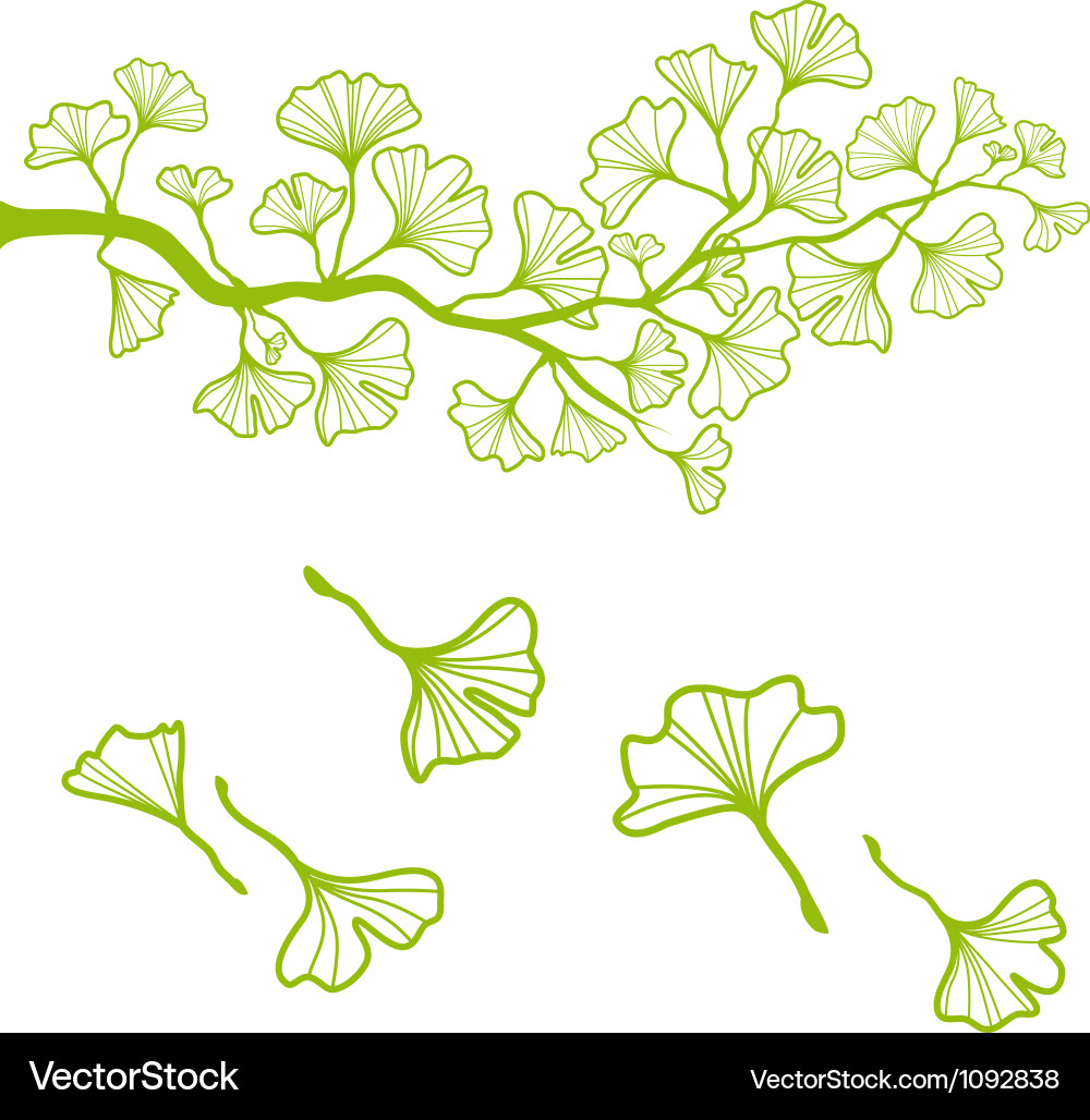 Ginkgo branch with leaves Royalty Free Vector Image