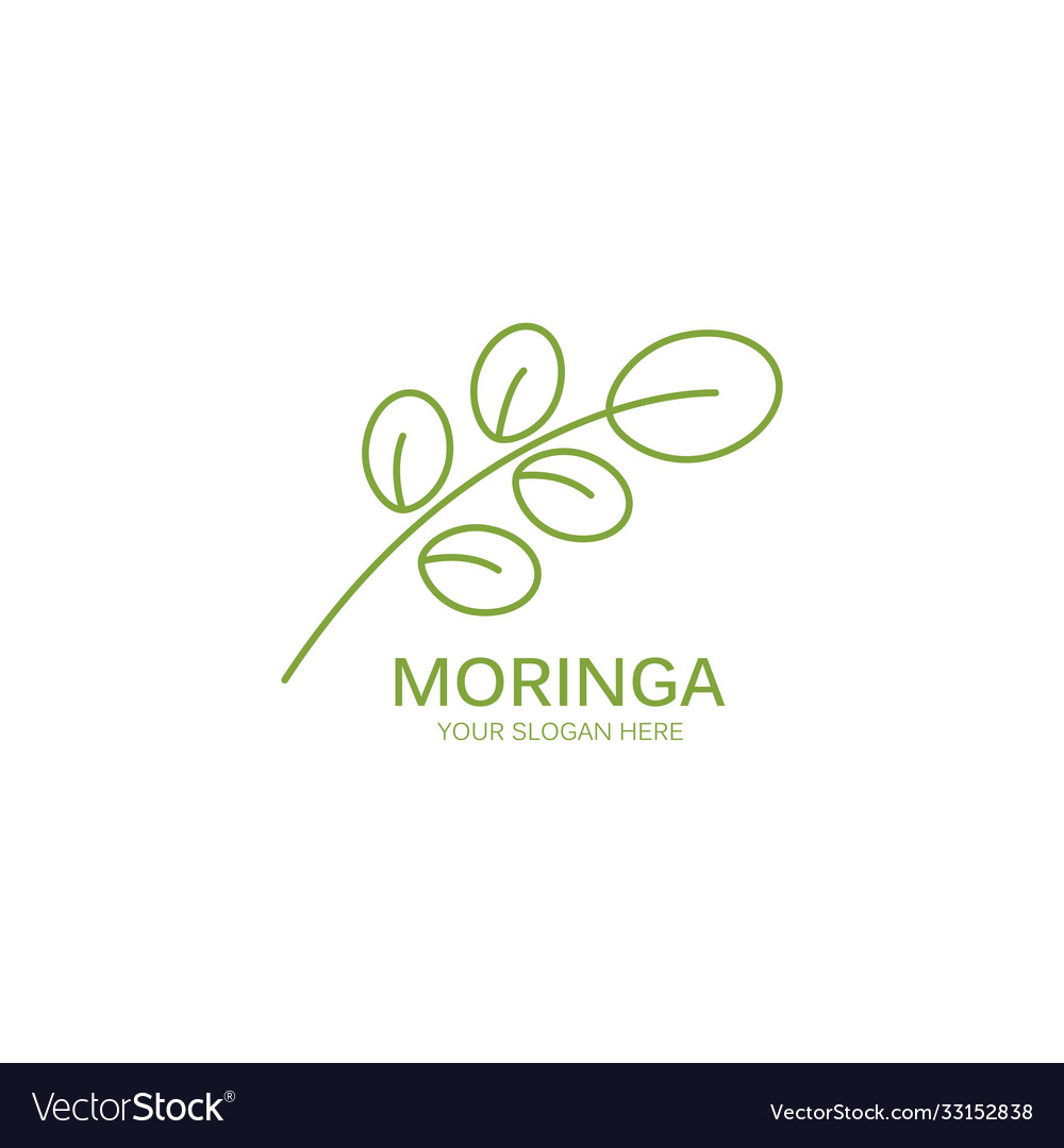 Moringa leaf Royalty Free Vector Image - VectorStock