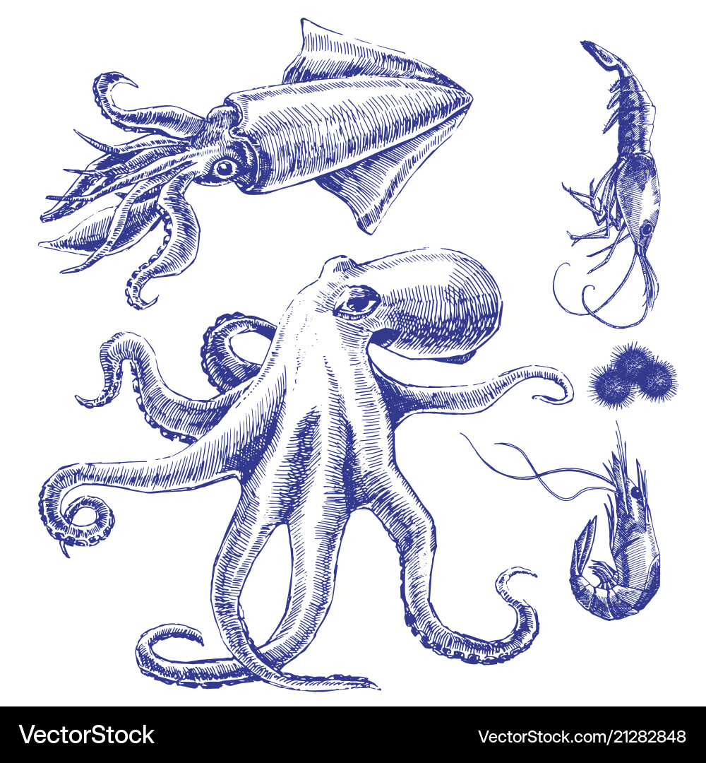 Sea set with octopus squid shrimps Royalty Free Vector Image