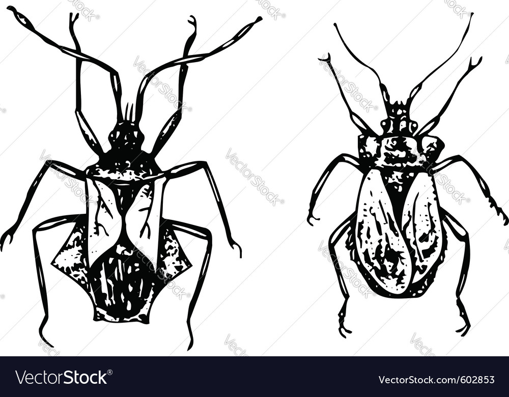 Bug coreidae Royalty Free Vector Image - VectorStock
