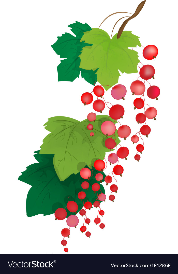 Currant Royalty Free Vector Image - VectorStock