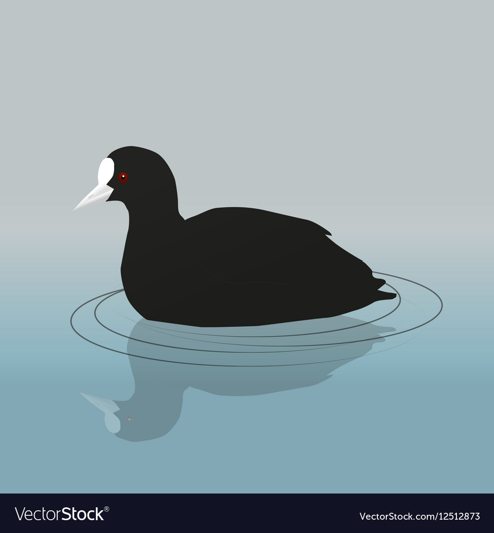 Common coot Royalty Free Vector Image - VectorStock