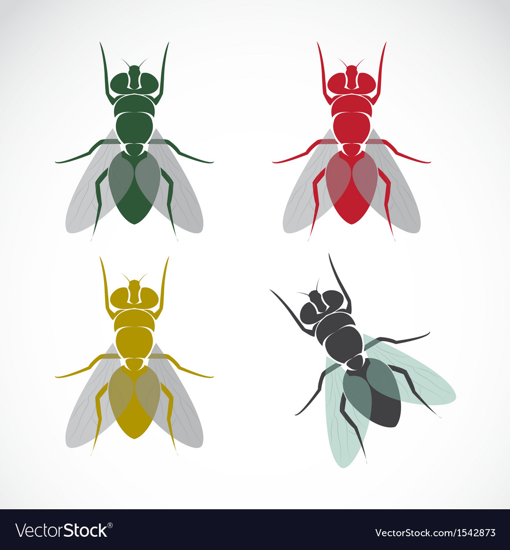 Fly Royalty Free Vector Image - VectorStock