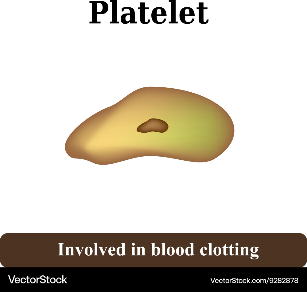 The structure of the platelet Royalty Free Vector Image