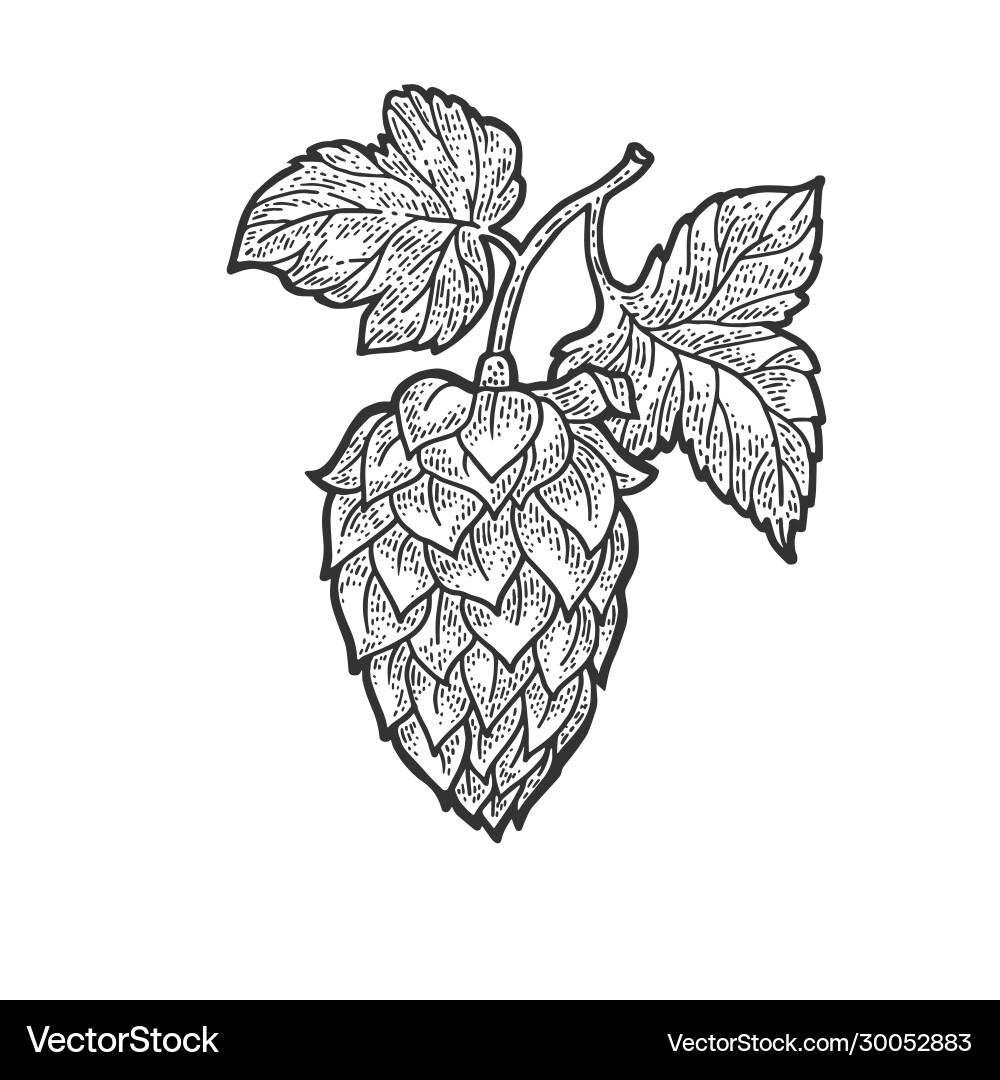 Hop beer ingredient sketch Royalty Free Vector Image