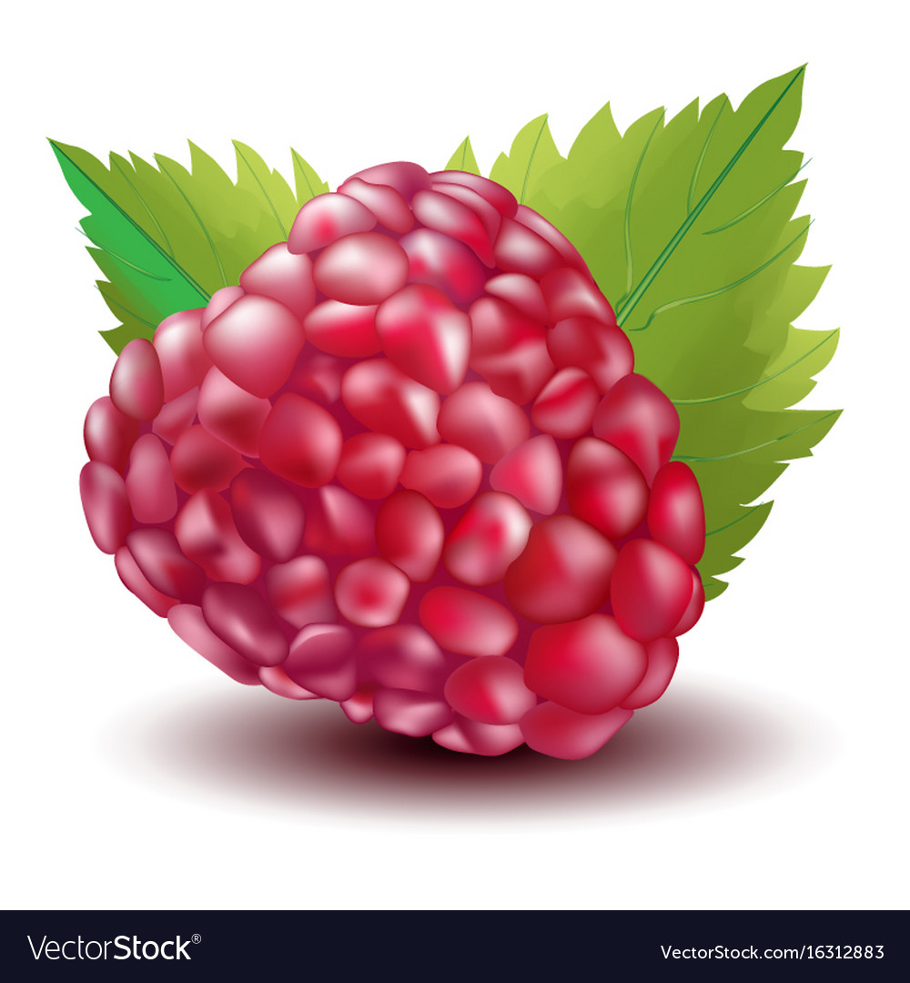 Raspberry Royalty Free Vector Image - VectorStock