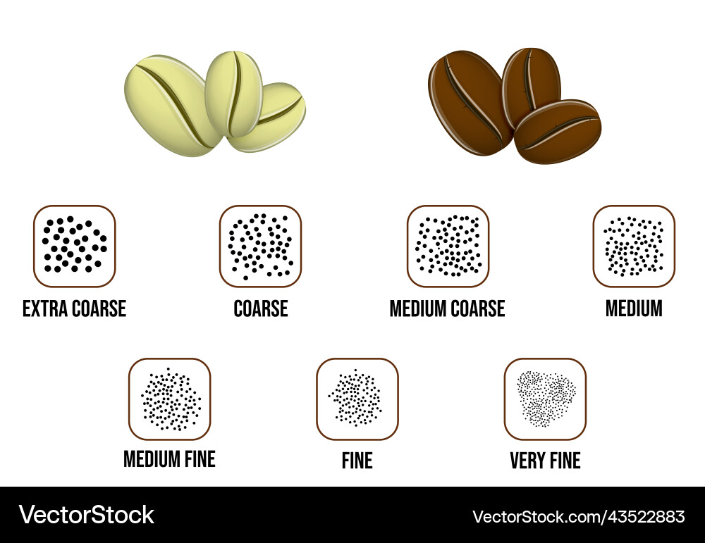 Set of coffee beans transforming from white Vector Image