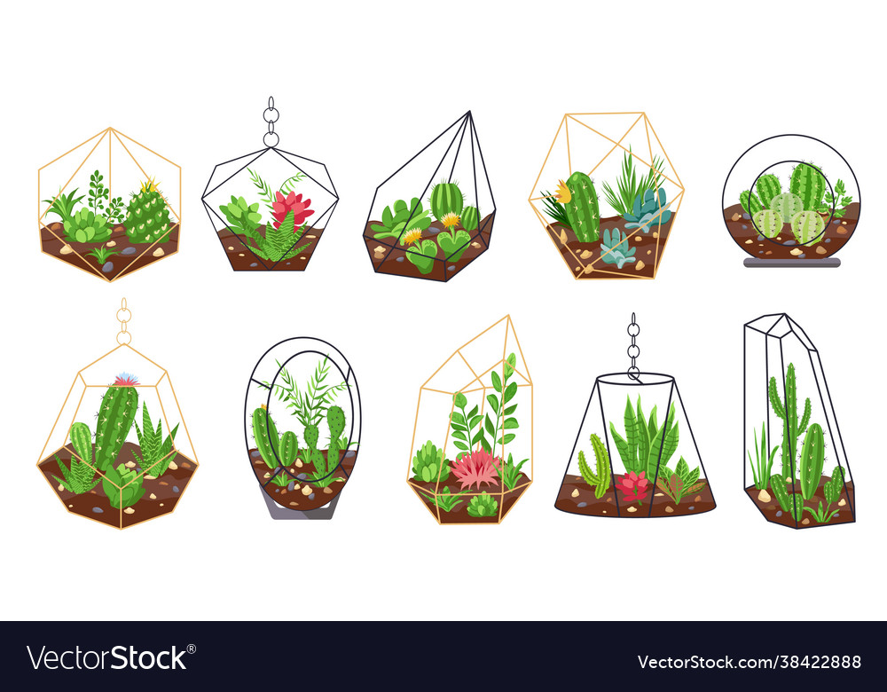 Florarium plants tropical cactus flowers Vector Image