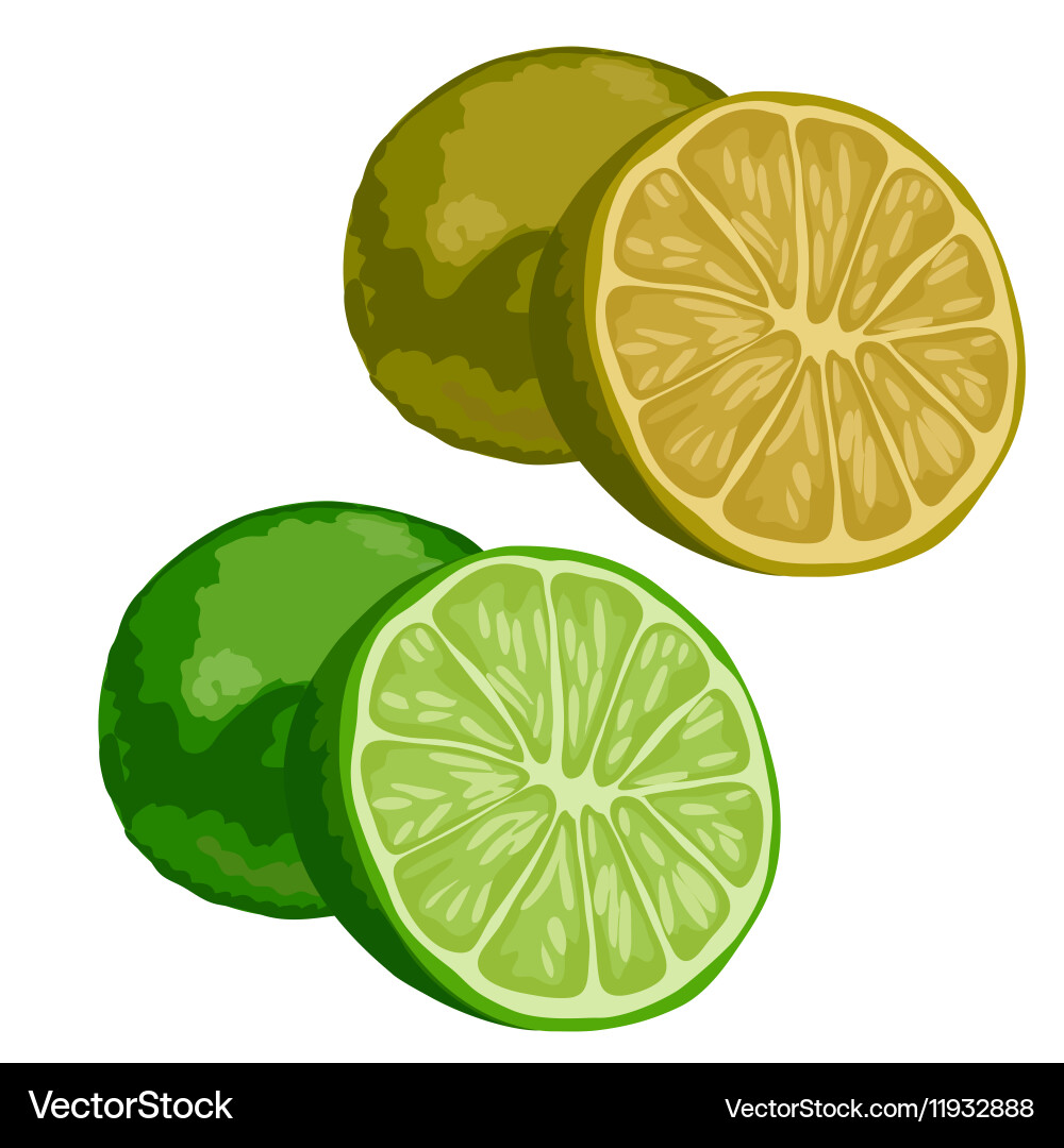 Green whole and half lime on white background Vector Image