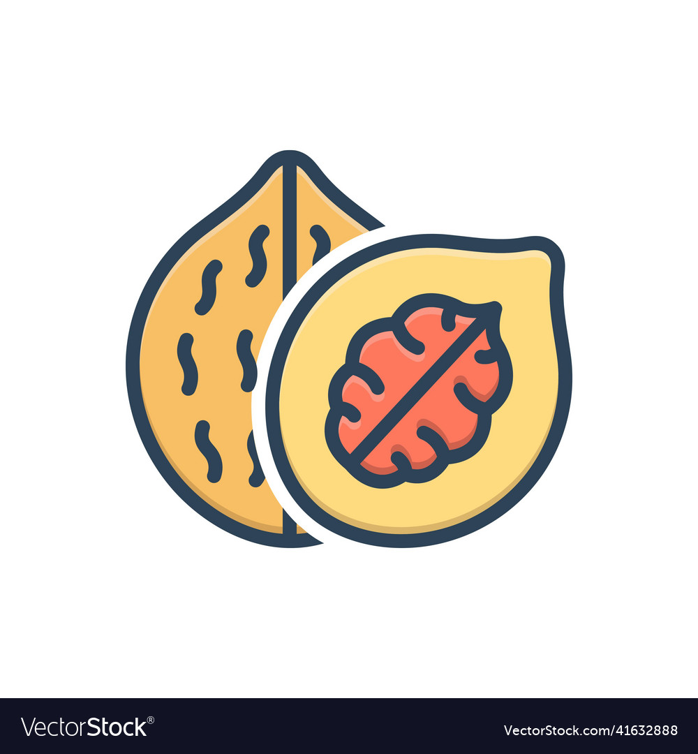 Walnut Royalty Free Vector Image - VectorStock