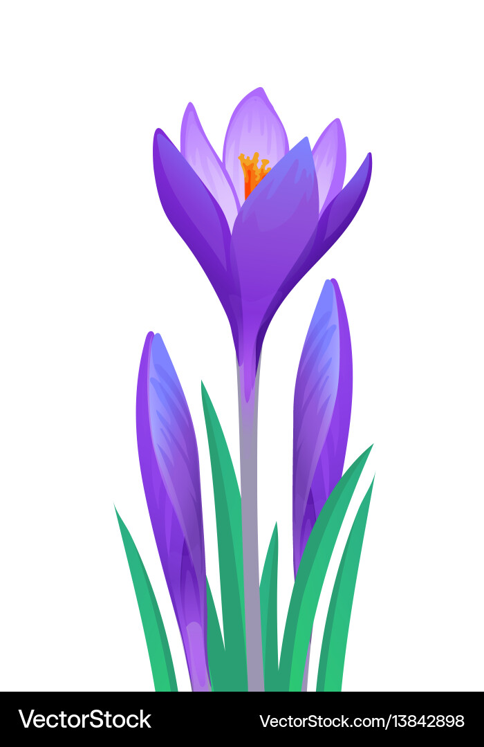 Bouquet of crocuses Royalty Free Vector Image - VectorStock