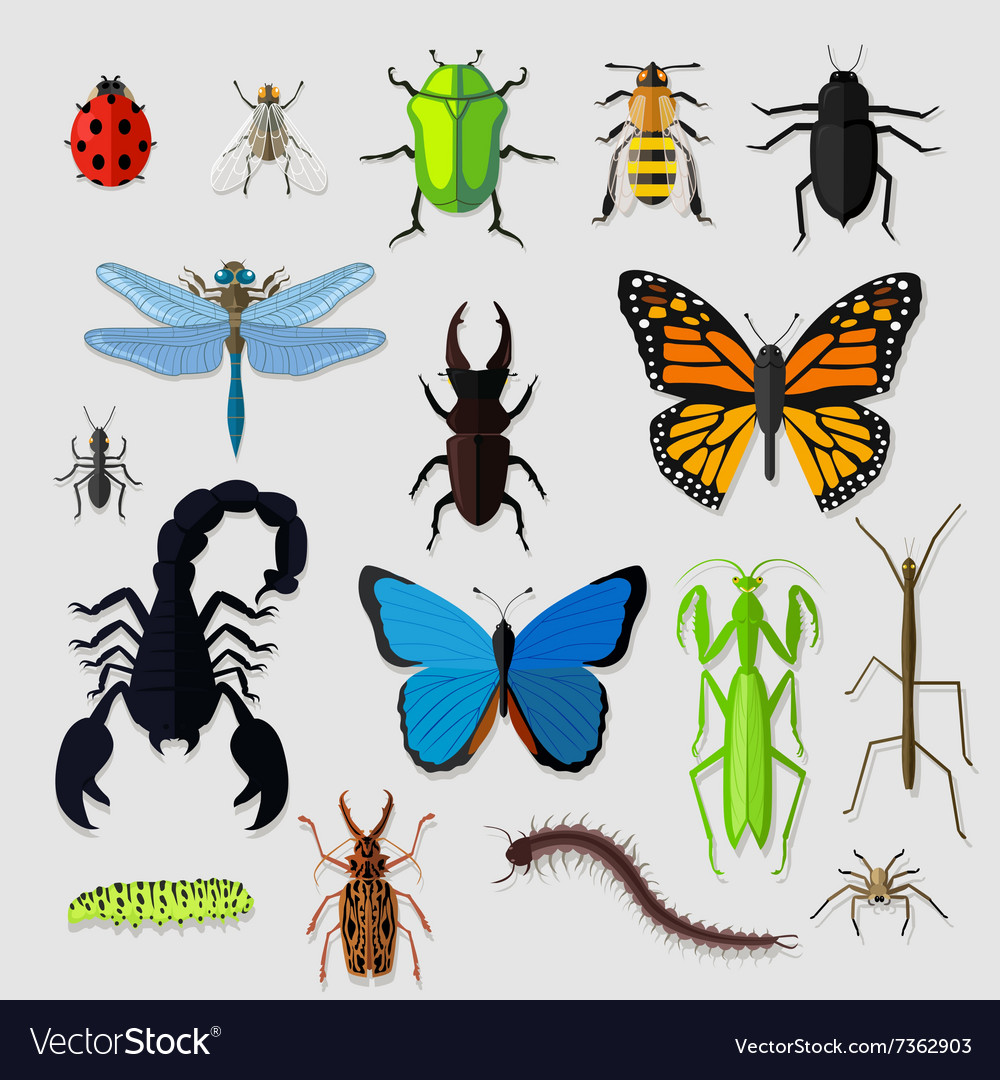 Set various insects design flat Royalty Free Vector Image