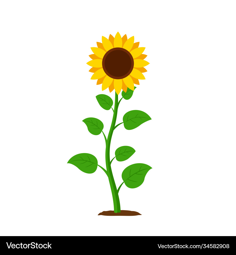 Sunflower with green leaves in flat style Vector Image