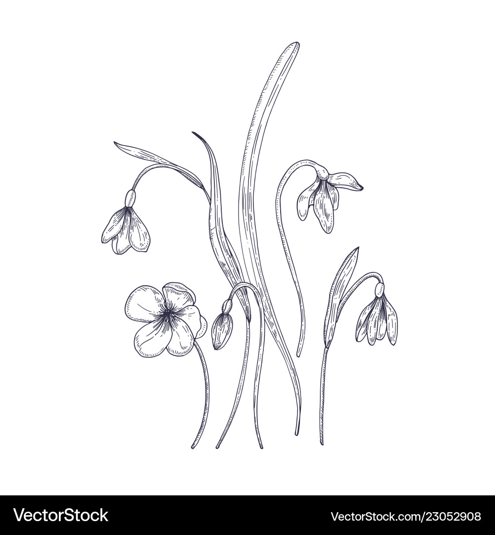 Tender snowdrop flowers isolated on white Vector Image