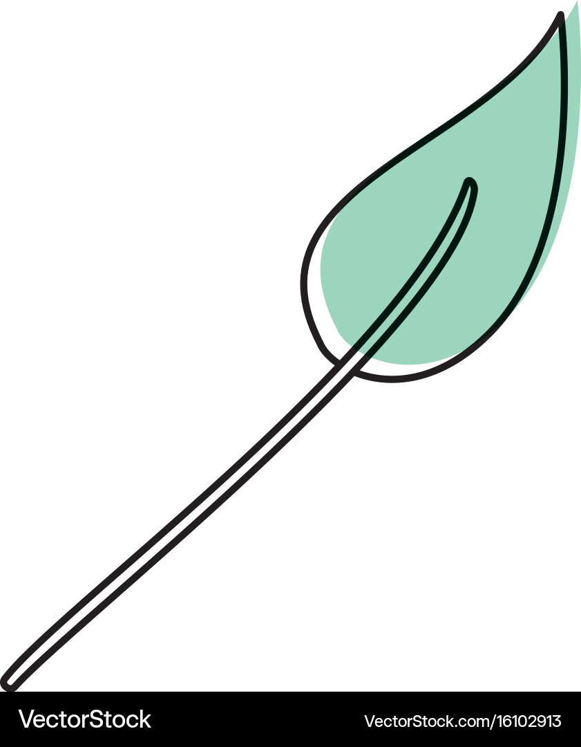 Watercolor silhouette of lanceolate leaf plant Vector Image