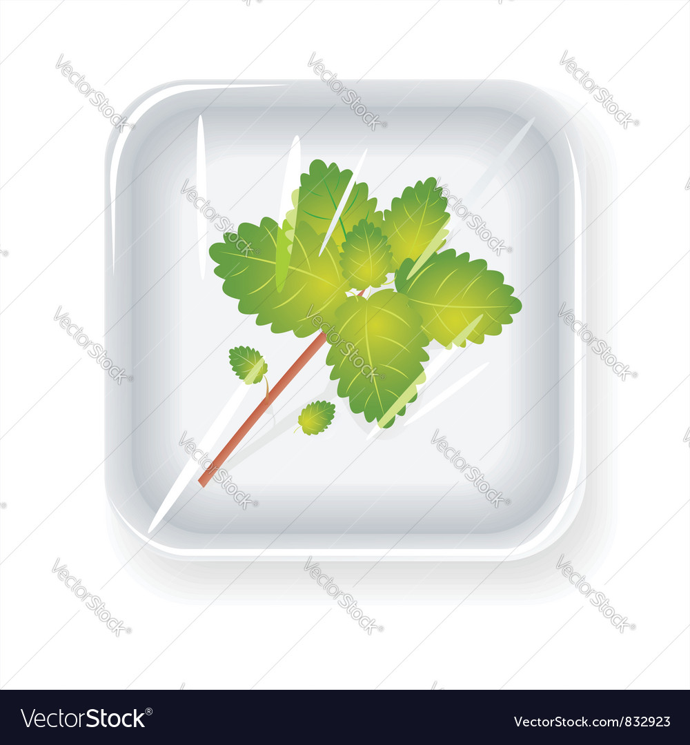 Package with mint Royalty Free Vector Image - VectorStock