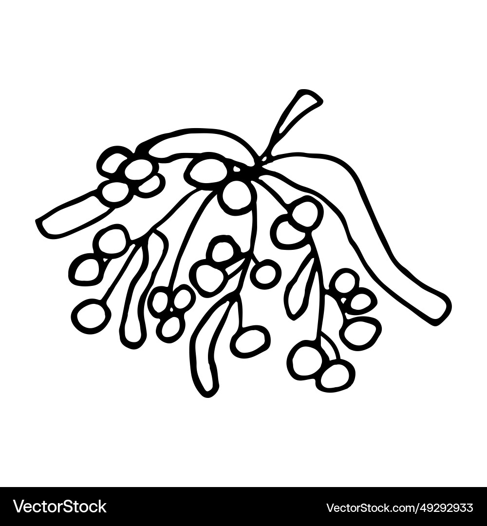 Hand drawn mistletoe christmas plant Royalty Free Vector