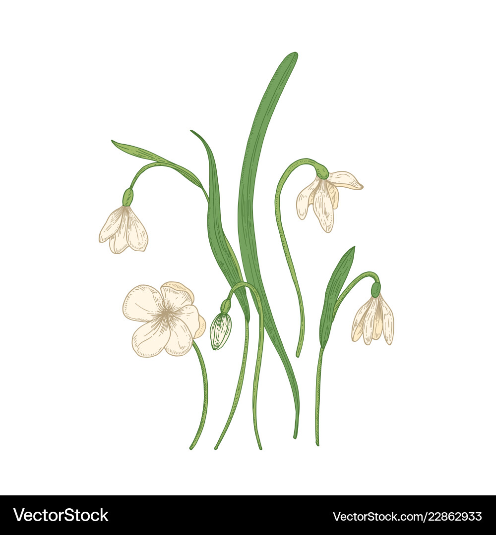 Tender snowdrop flowers isolated on white Vector Image