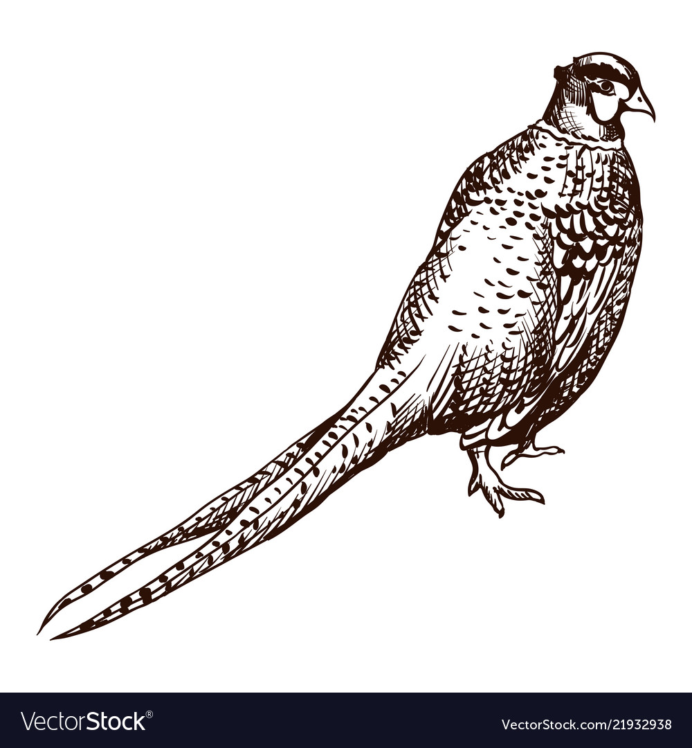 Antique engraving pheasant Royalty Free Vector Image