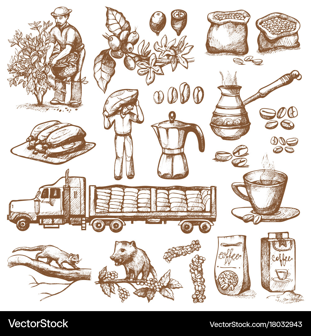 Coffee production plantation farmer picking Vector Image