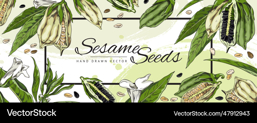 Sesame seeds banner or label for spices Royalty Free Vector