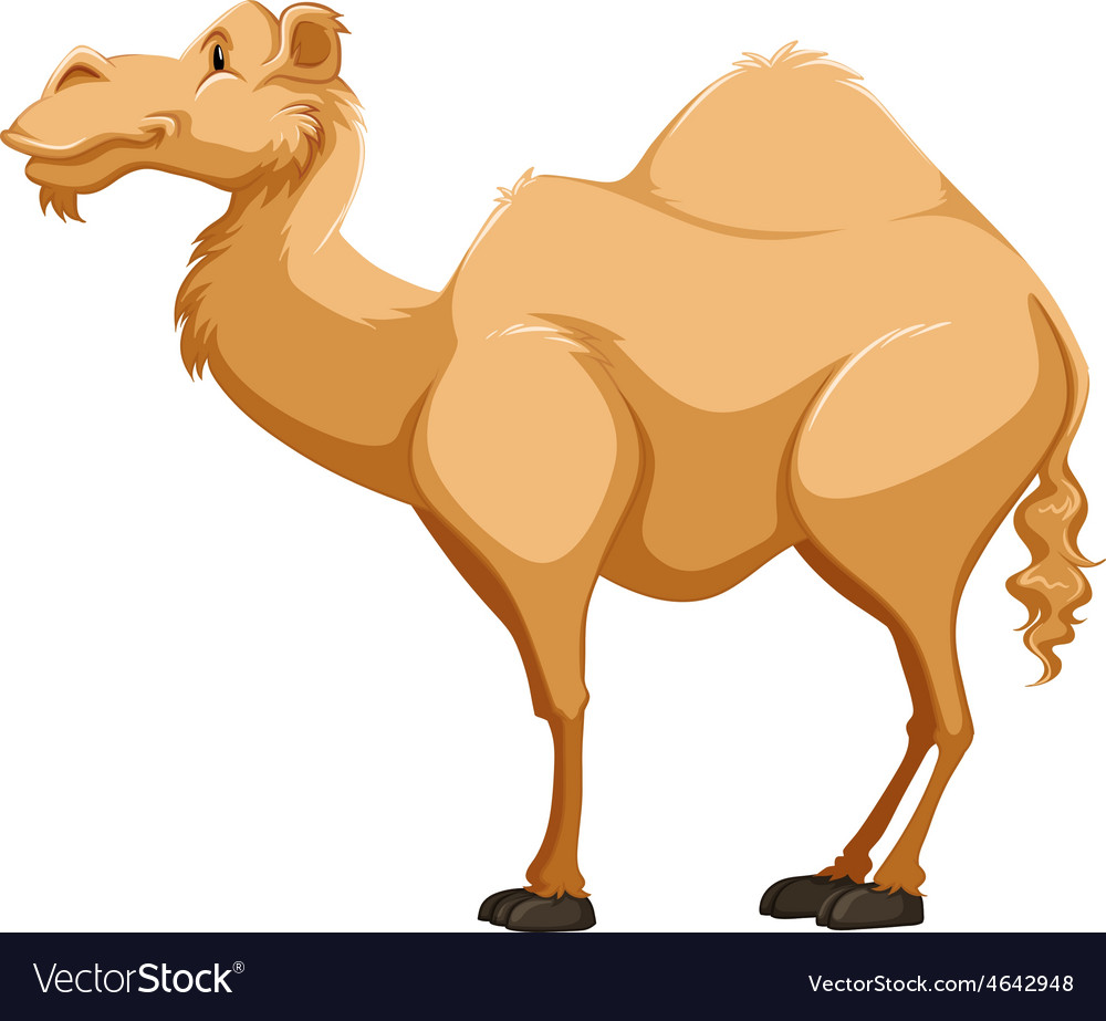 Camel Royalty Free Vector Image - VectorStock