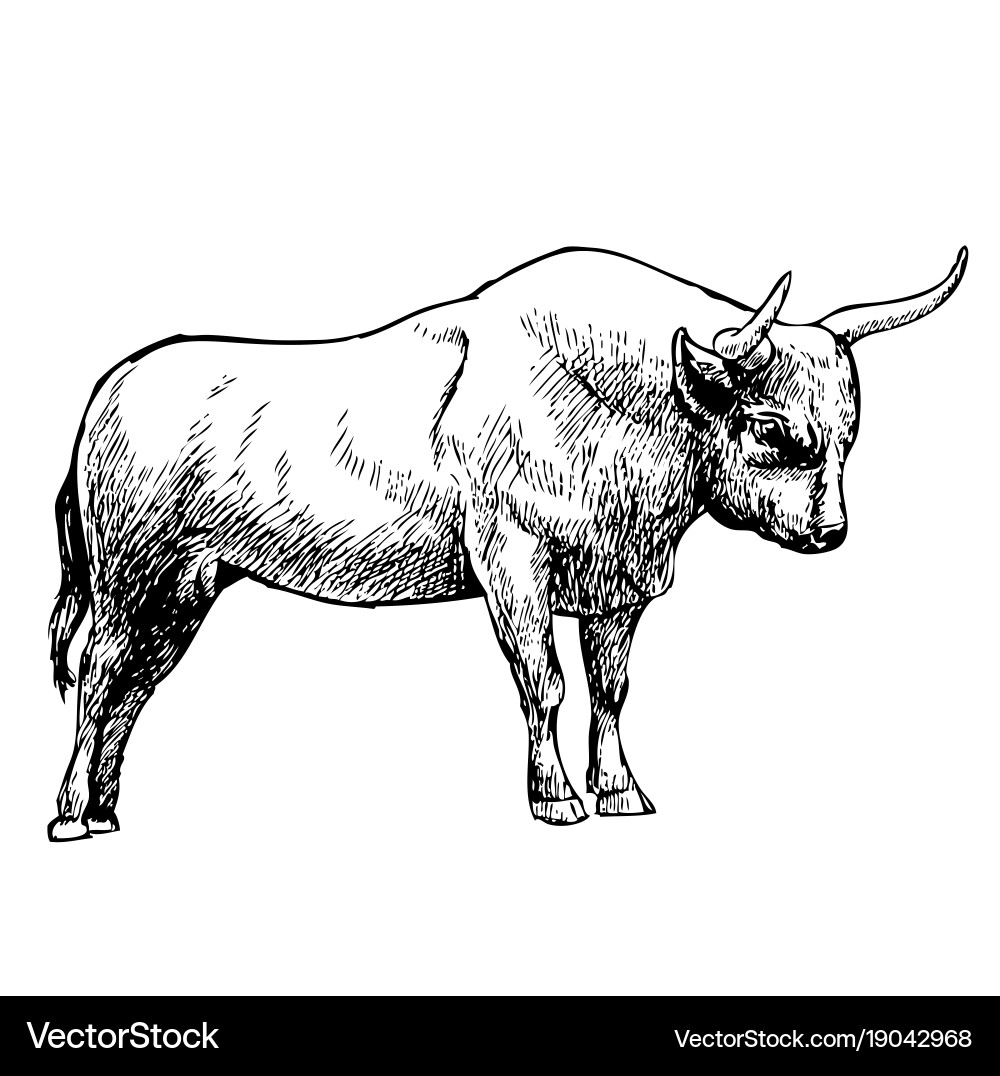 Hand drawn of bull Royalty Free Vector Image - VectorStock