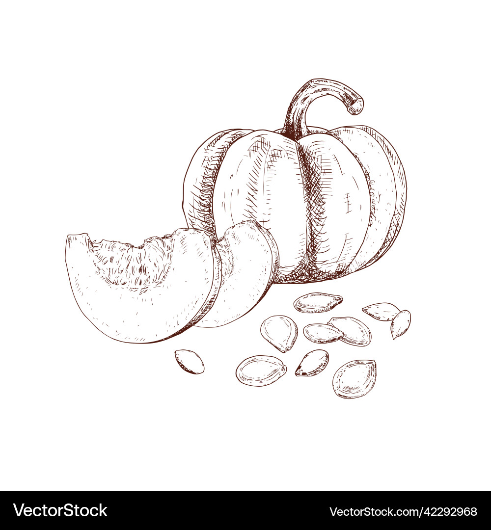 Hand drawn pumpkin with pieces and seeds Vector Image