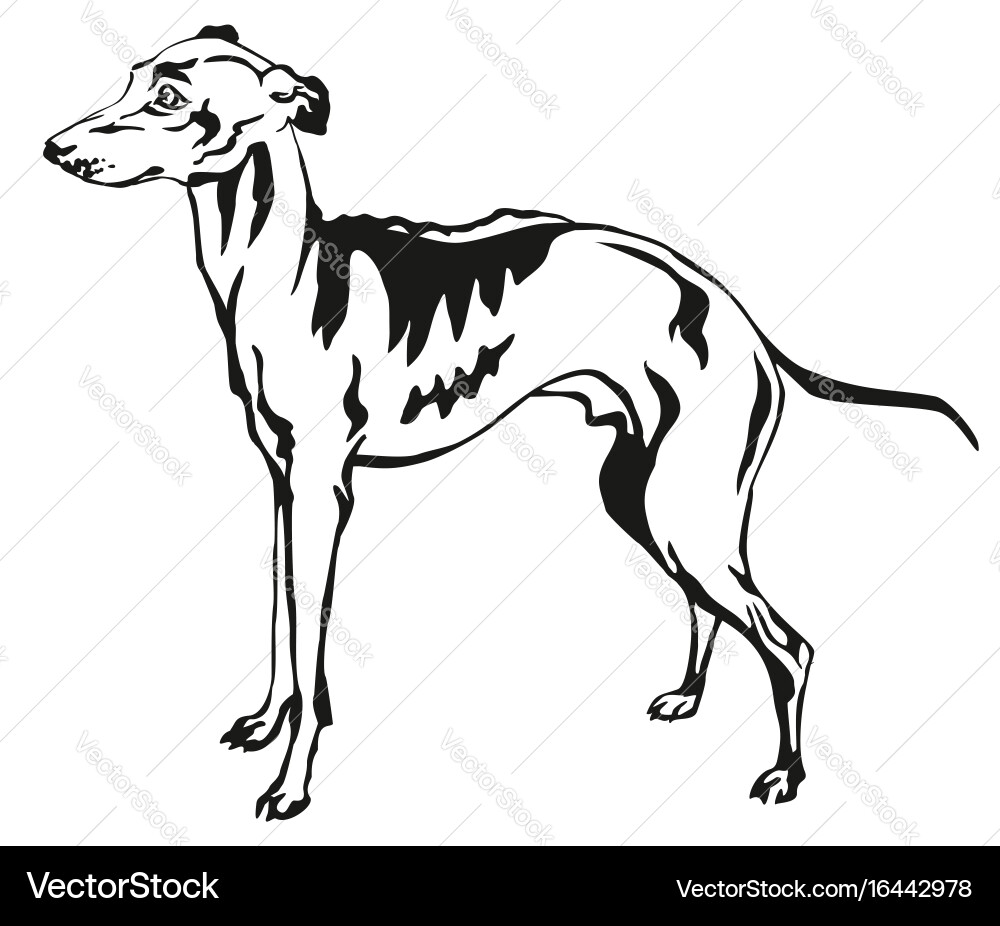 Decorative standing portrait italian greyhound Vector Image