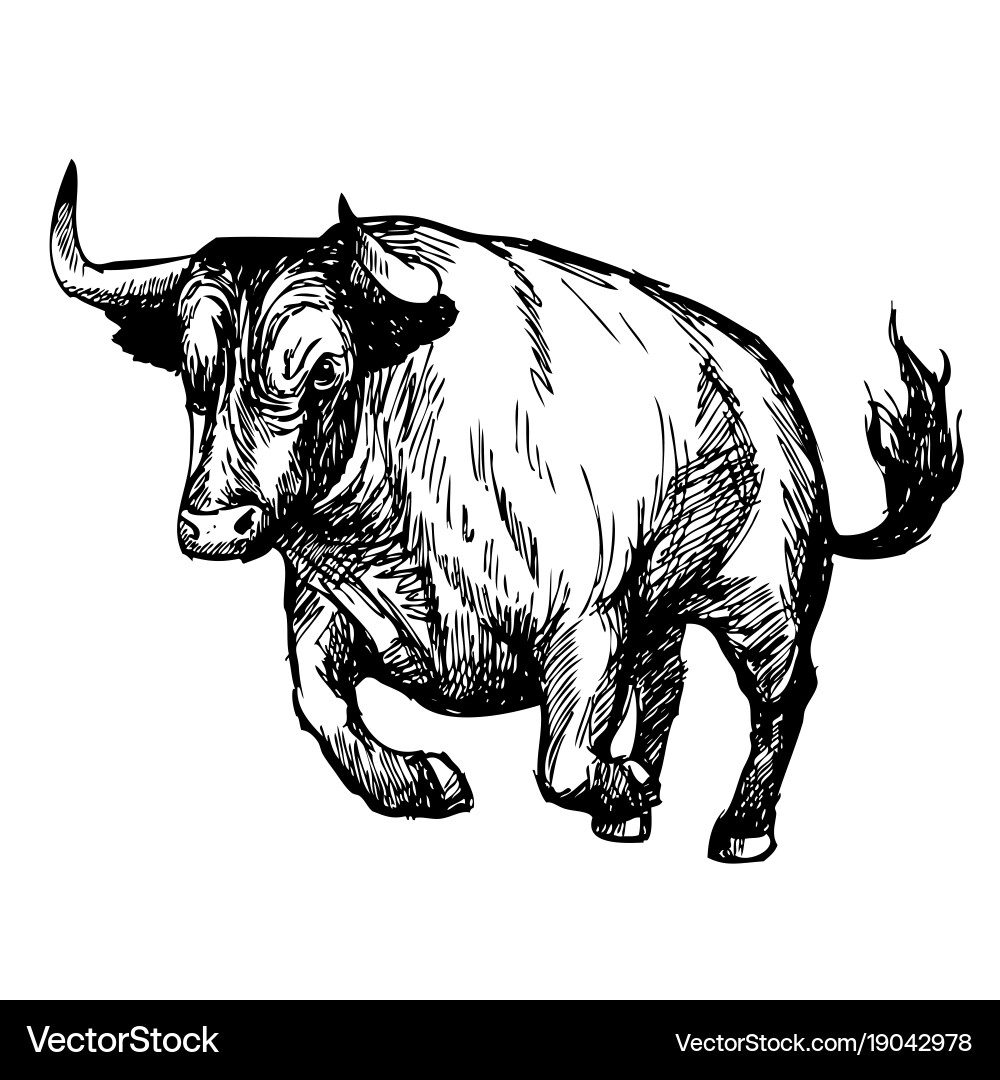 Hand drawn of bull Royalty Free Vector Image - VectorStock