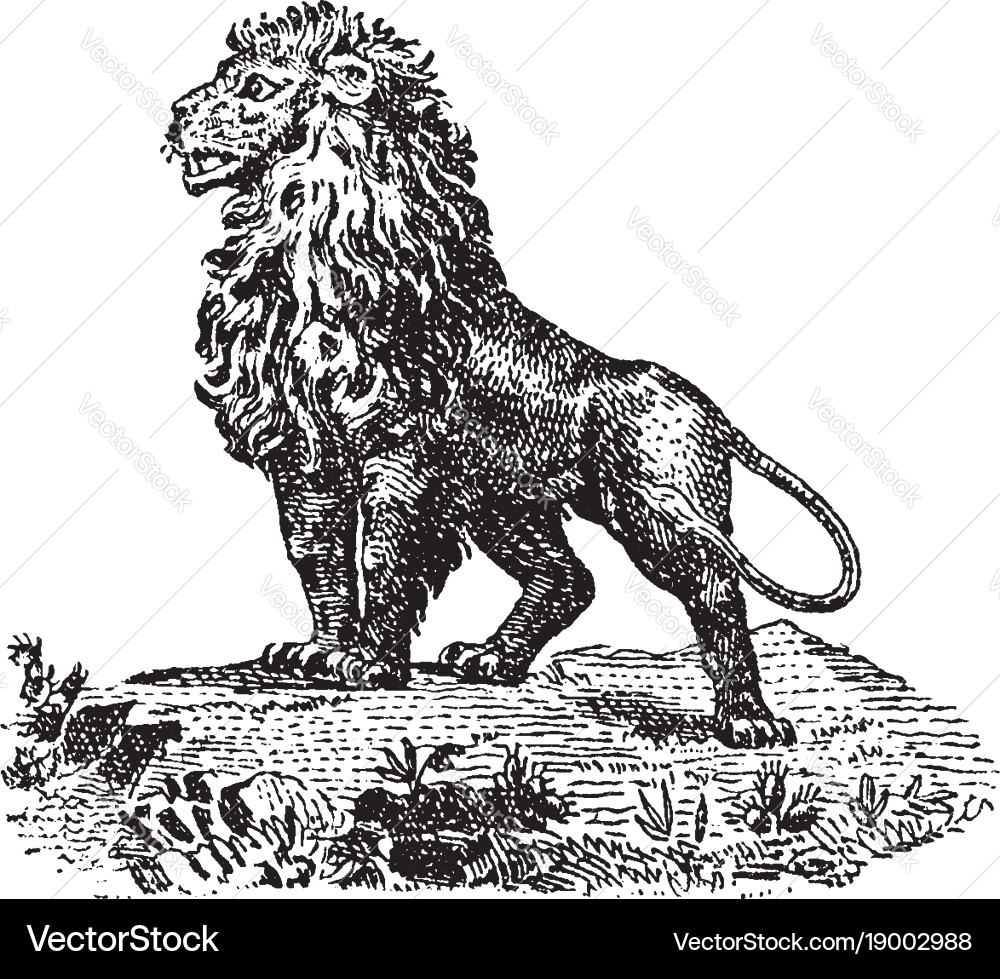 Cartoon lion vintage Royalty Free Vector Image