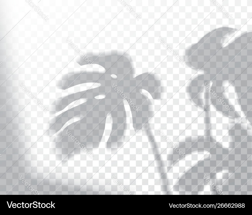 Shadows overlay effects mock up window frame and Vector Image
