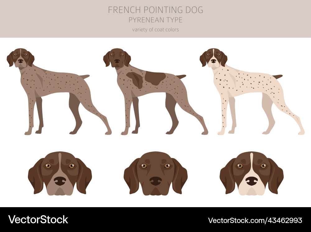 French pointing dog pyrenean type clipart Vector Image