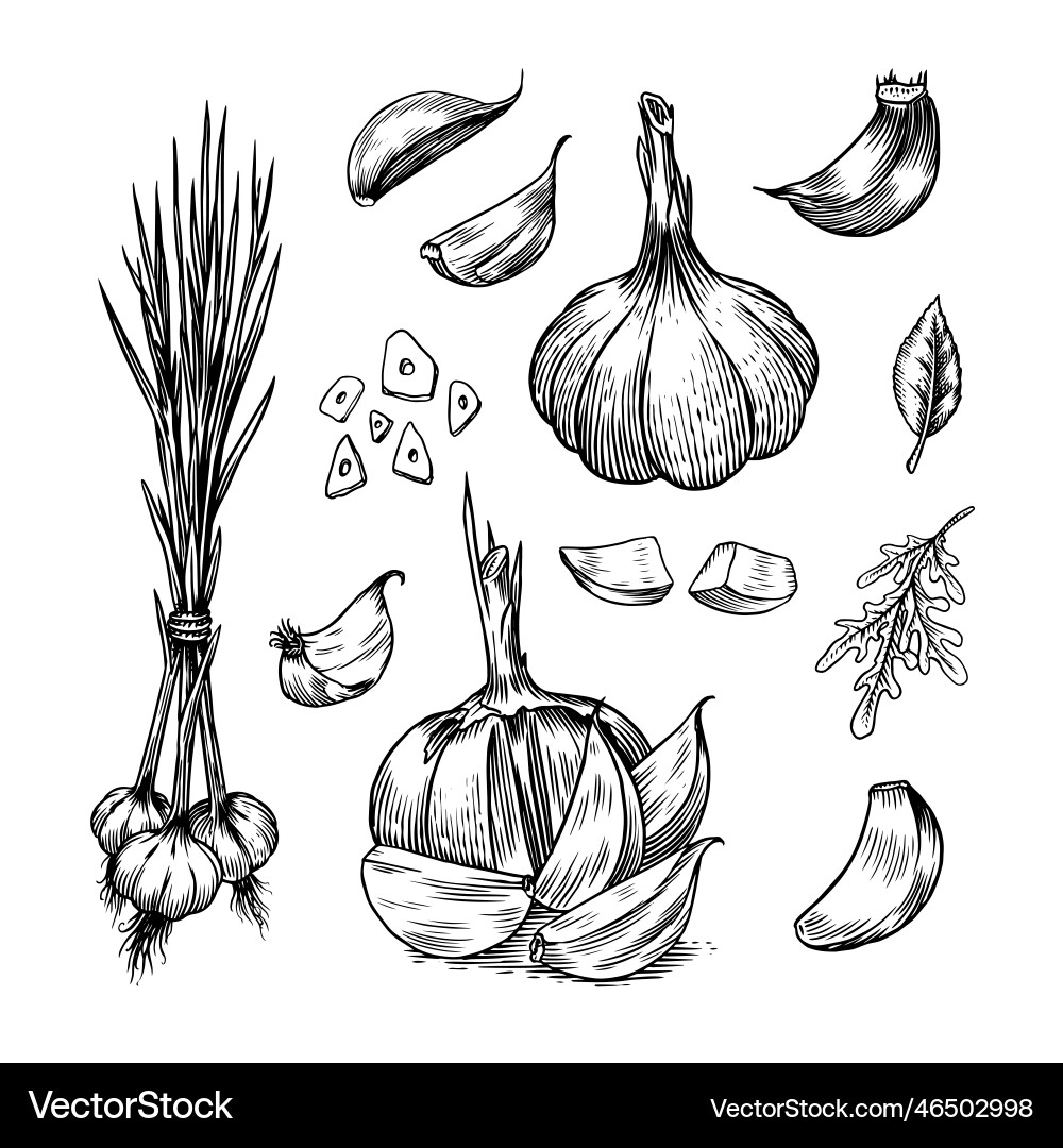 Garlic set in vintage style engraved vegetable Vector Image