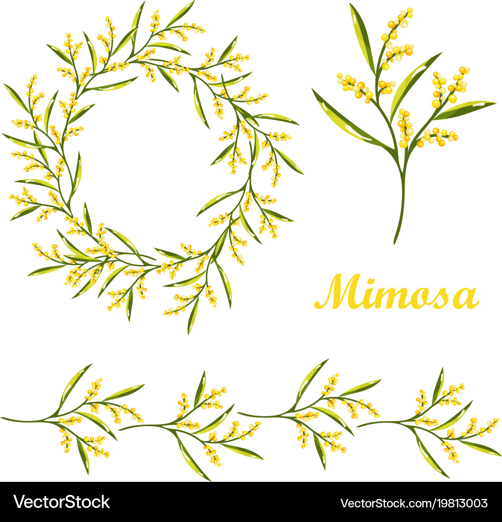 Cartoon mimosa spring flower set Royalty Free Vector Image
