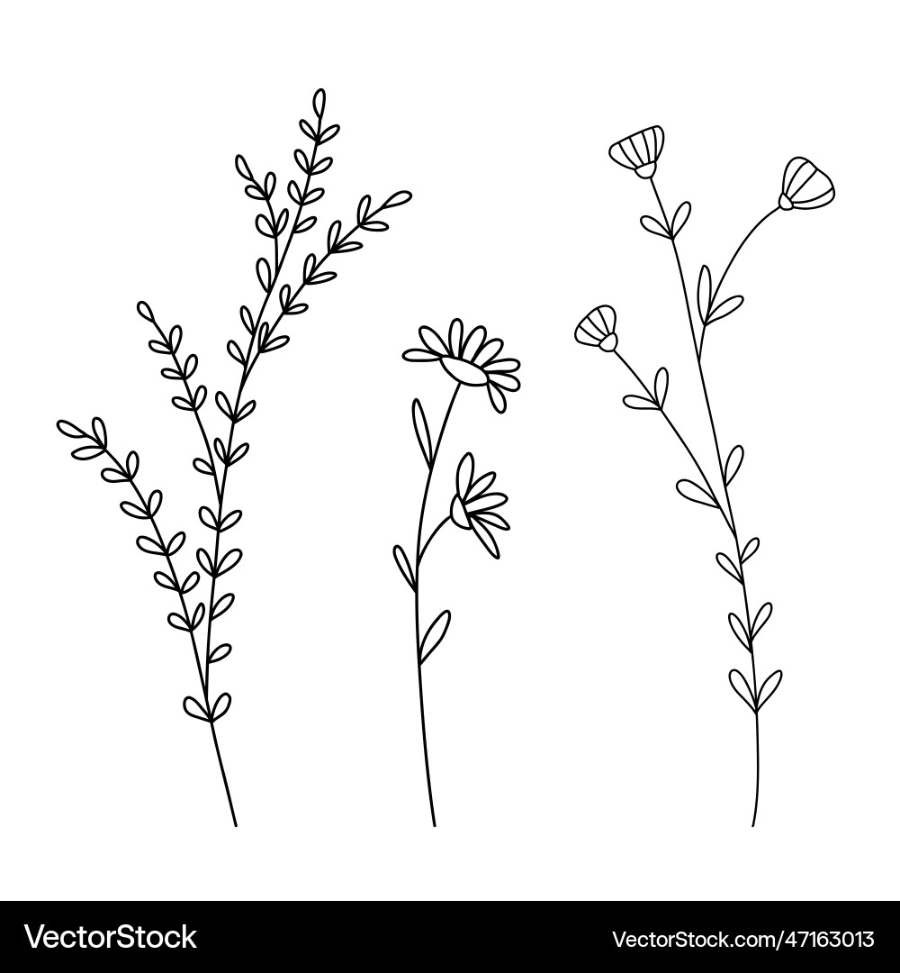 Hand drawn wildflowers set outline flower Vector Image