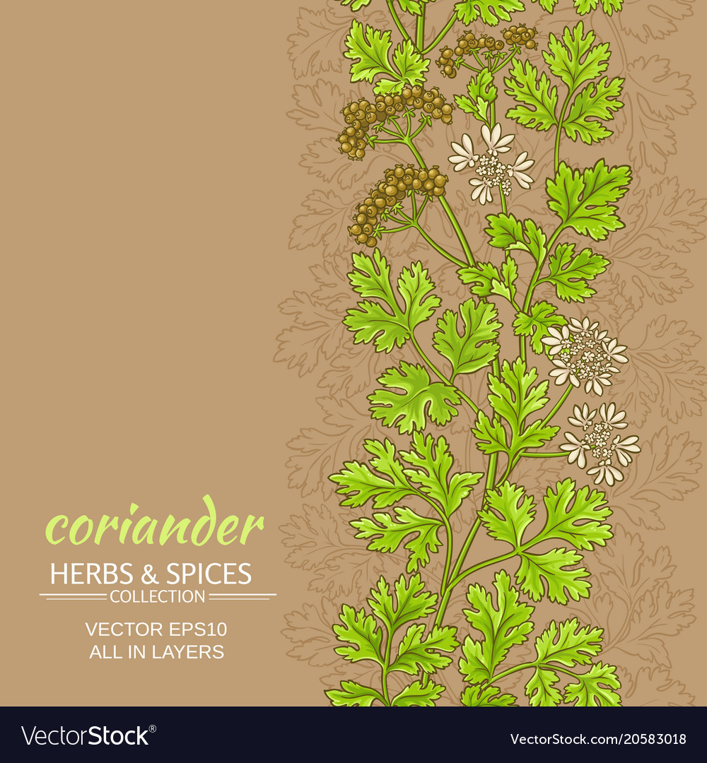 Coriander pattern Royalty Free Vector Image - VectorStock