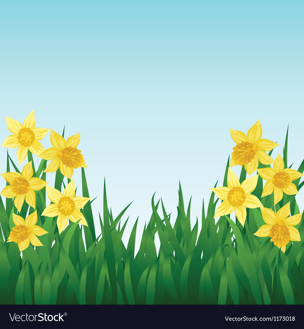 Daffodils Royalty Free Vector Image - VectorStock