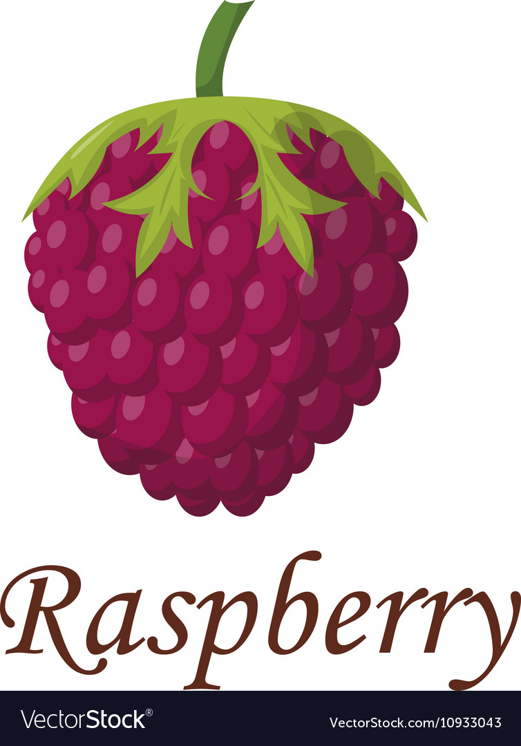 Ripe raspberry Royalty Free Vector Image - VectorStock