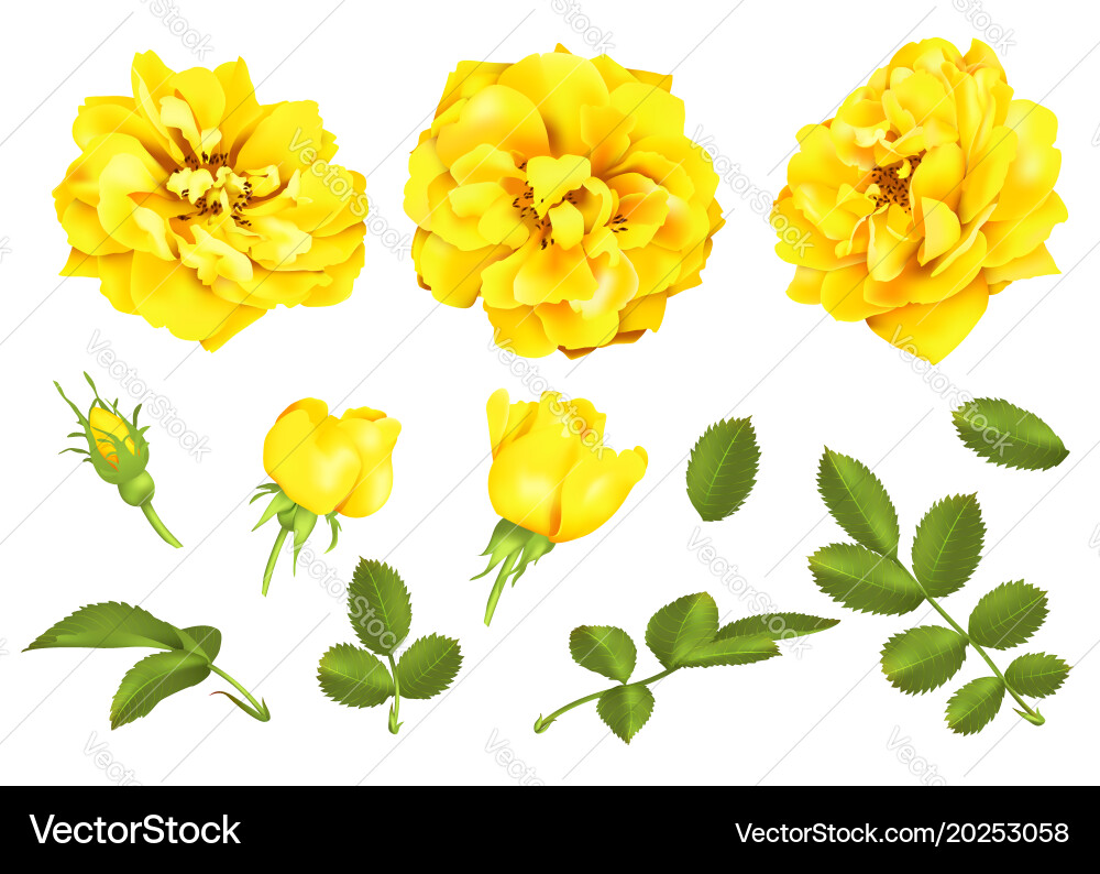 Realistic yellow rose set 3d roses Royalty Free Vector Image