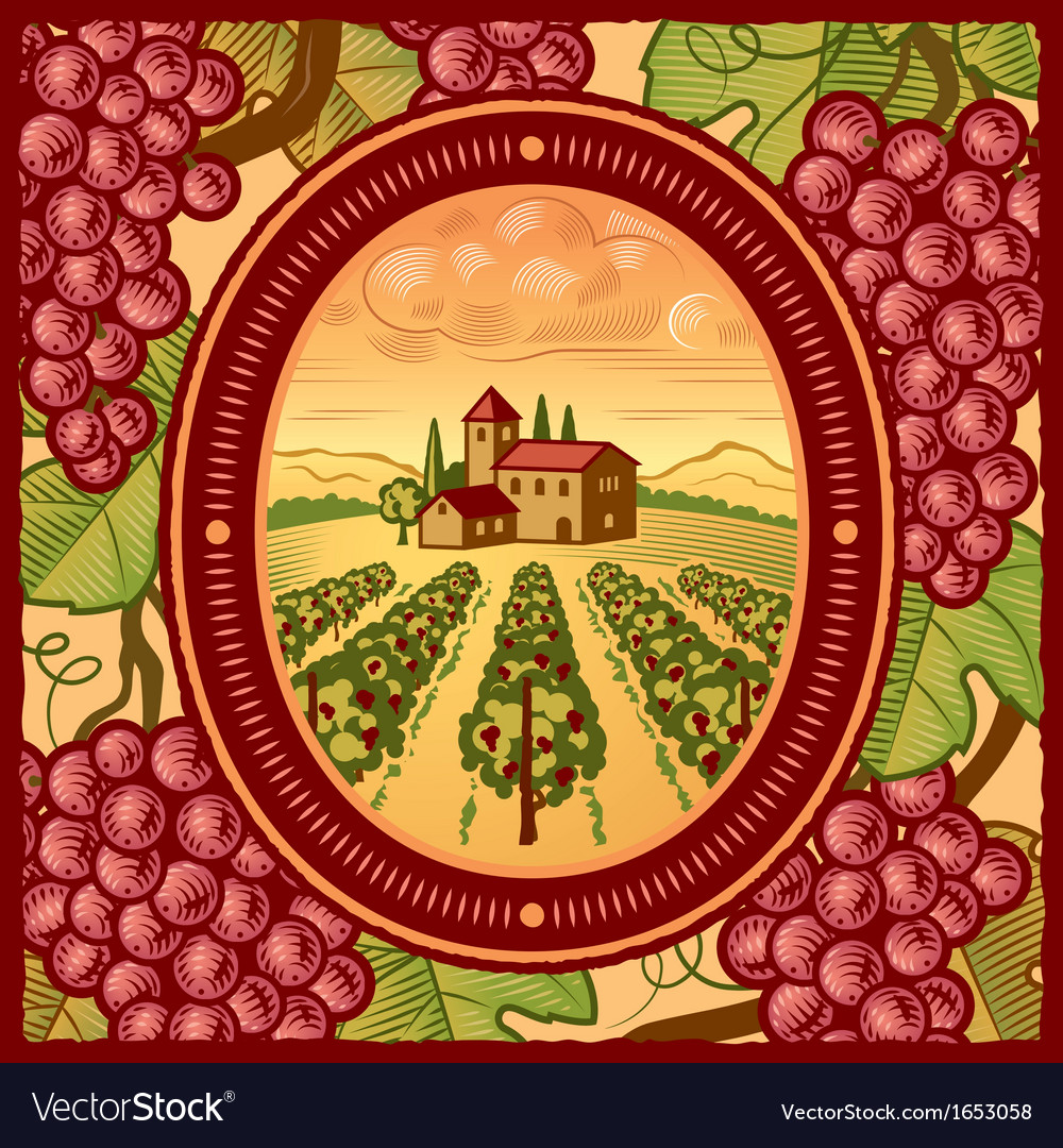 Vineyard Royalty Free Vector Image - VectorStock