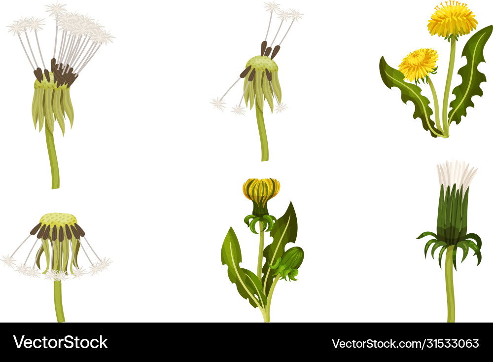 Dandelion flower with florets or heads Royalty Free Vector