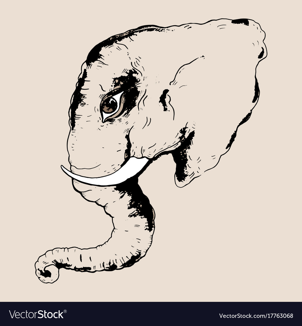 Head of elephant Royalty Free Vector Image - VectorStock
