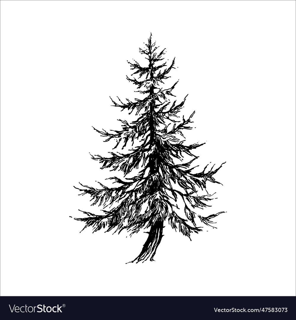 White Pine Tree Drawing