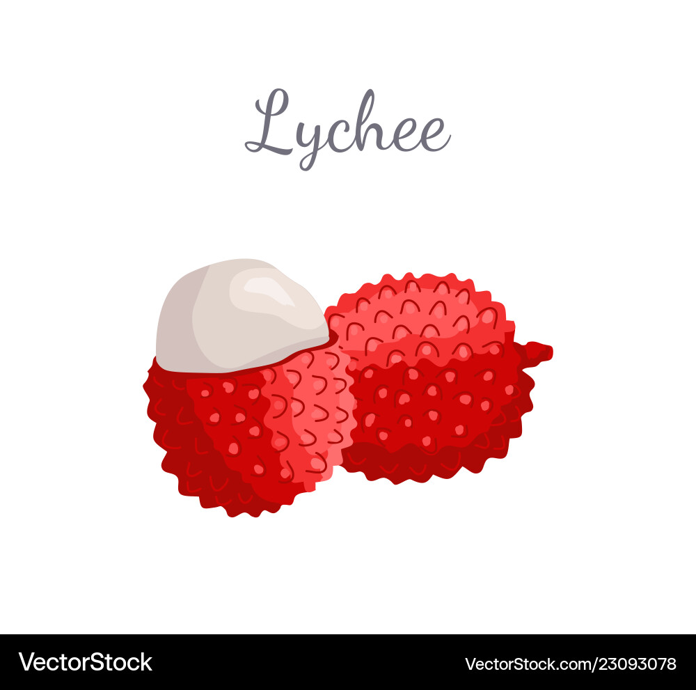 Lychee exotic juicy fruit litchi liechee Vector Image