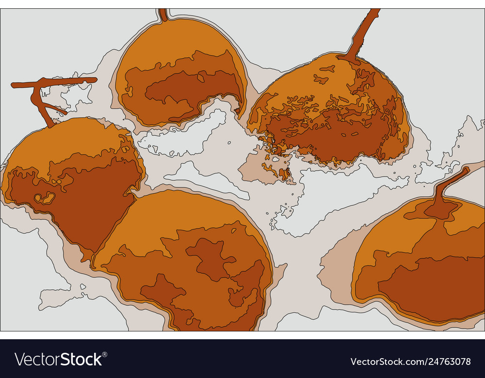 Mandarin Royalty Free Vector Image - VectorStock