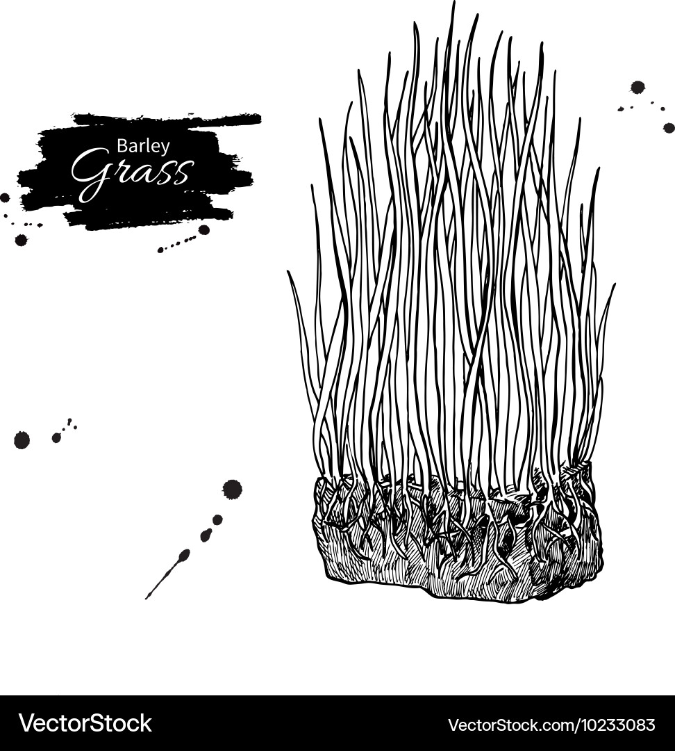 Barley grass superfood drawing isolated Royalty Free Vector