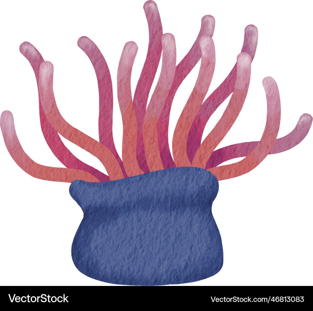 Sea anemone watercolor Royalty Free Vector Image