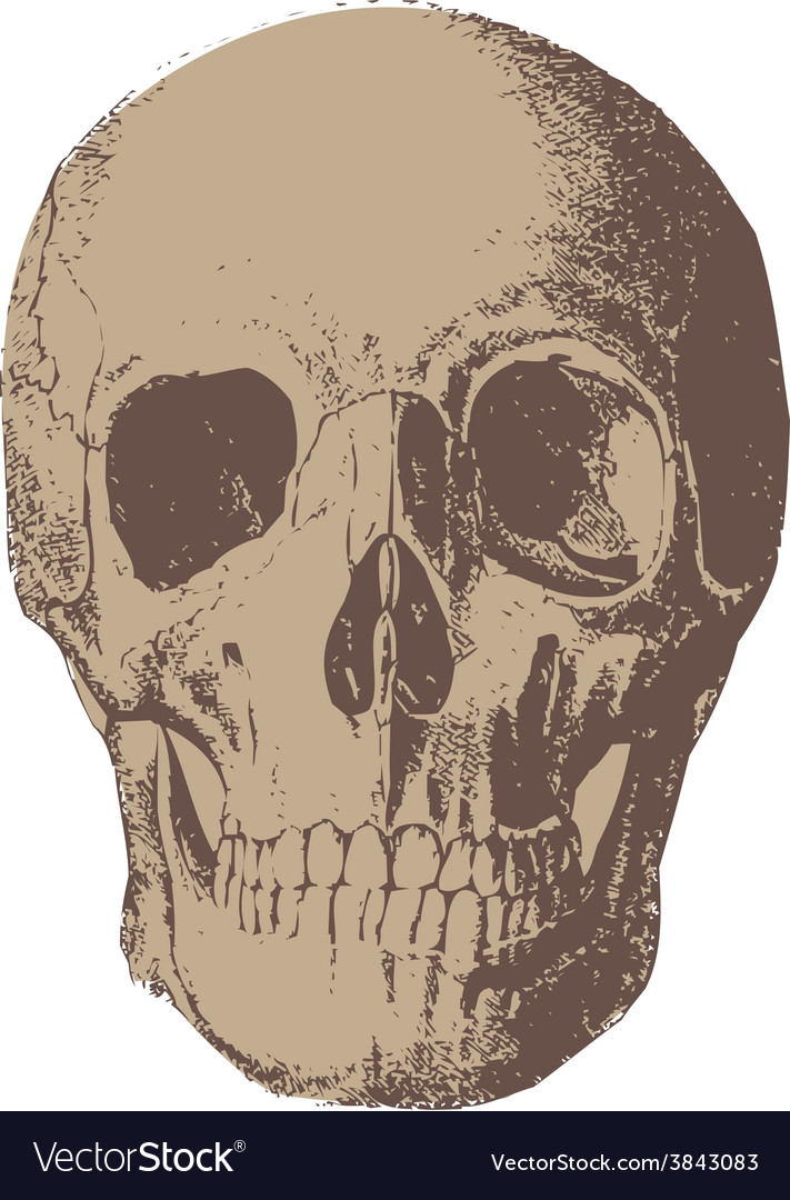 Skull Royalty Free Vector Image - VectorStock