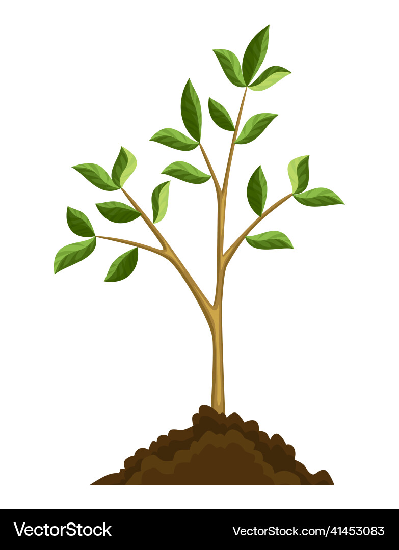 Stage of tree growth small with green Royalty Free Vector